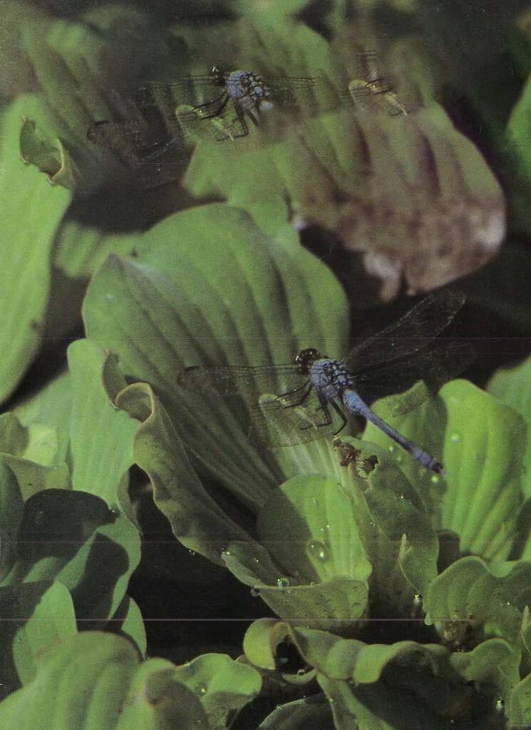 Aquatics Magazine 1991 – FAPMS